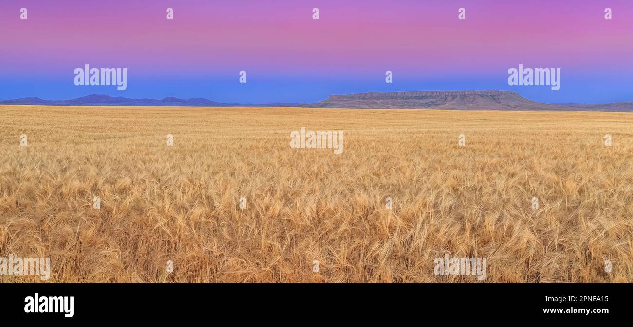 panorama of a pre-dawn sky over wheat fields below square butte near ...