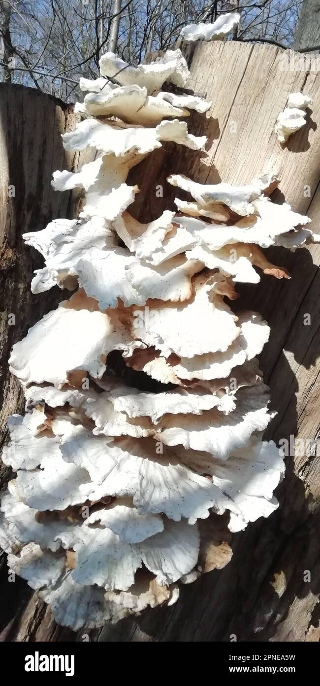 A close-up shot of a large, mushroom-like fungus growing out of a ...