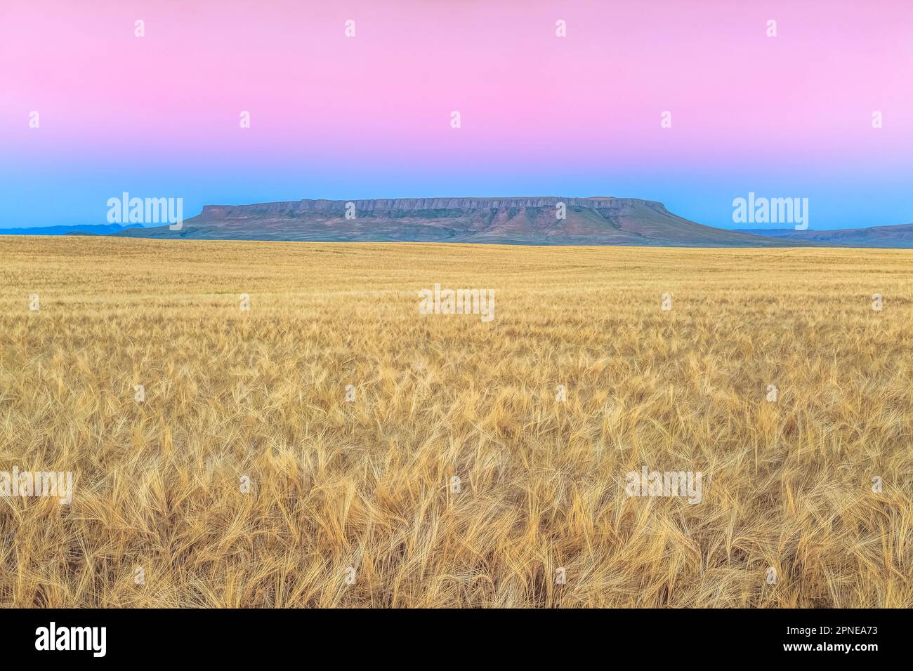 pre-dawn sky over wheat fields below square butte near ulm, montana ...