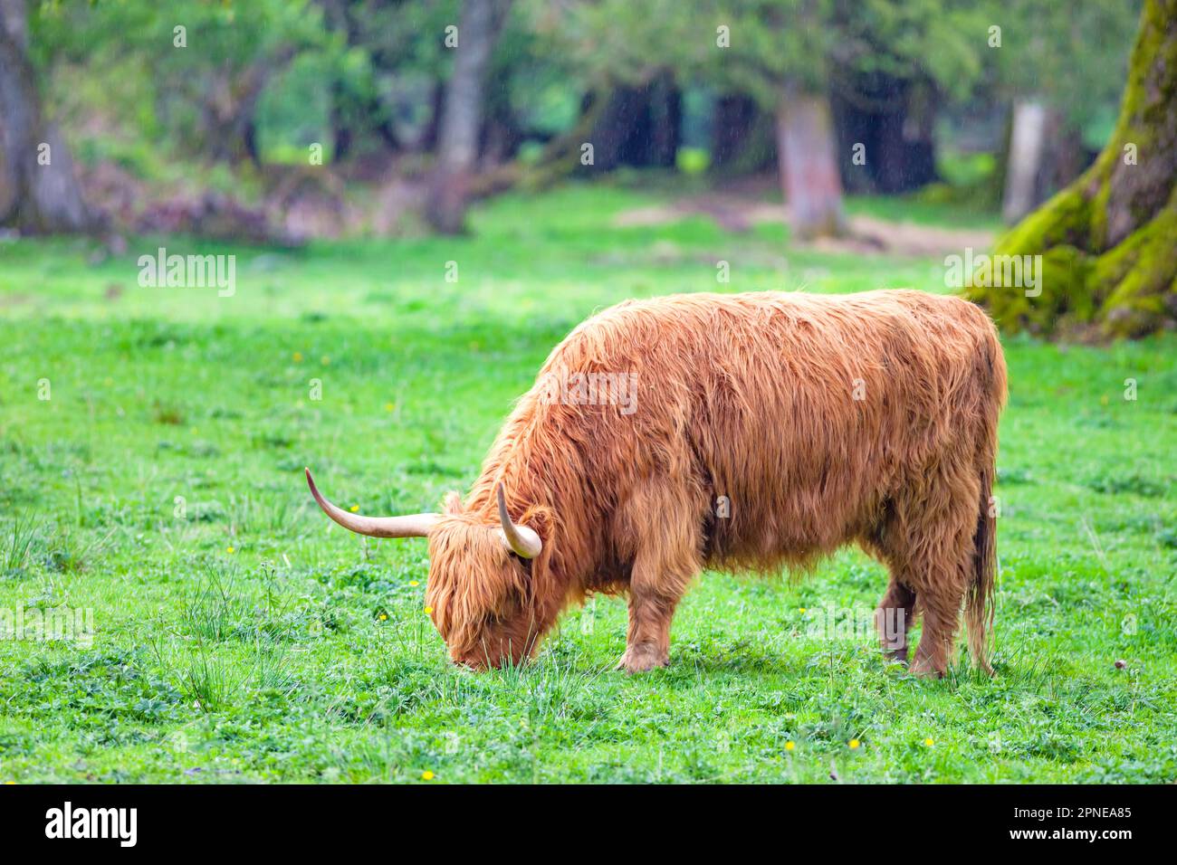 Scottish Highland Cattle on a farm Stock Photo - Alamy