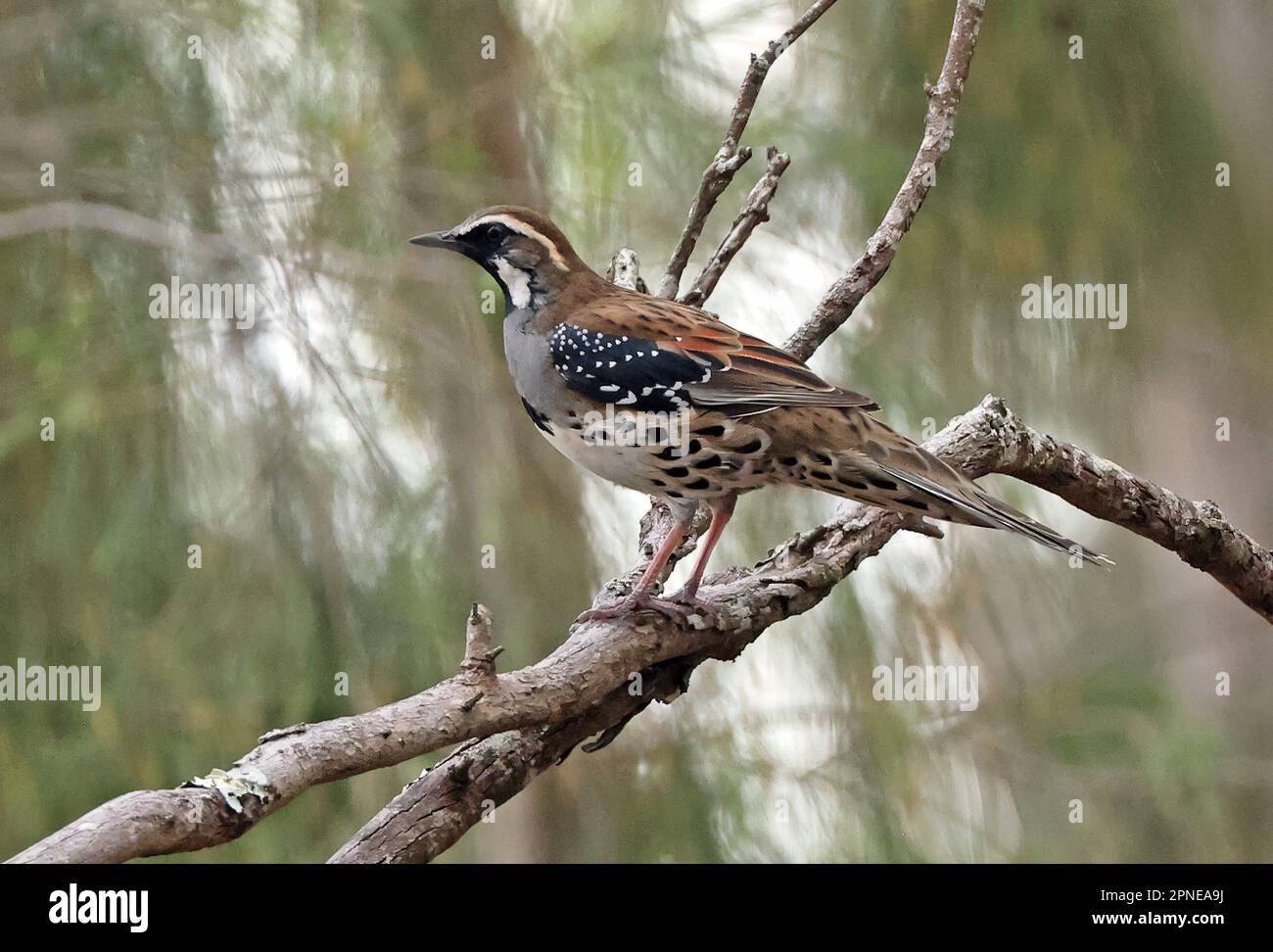 Spotted Quail-thrush (Cinclosoma punctatum punctatum) adult perched on ...
