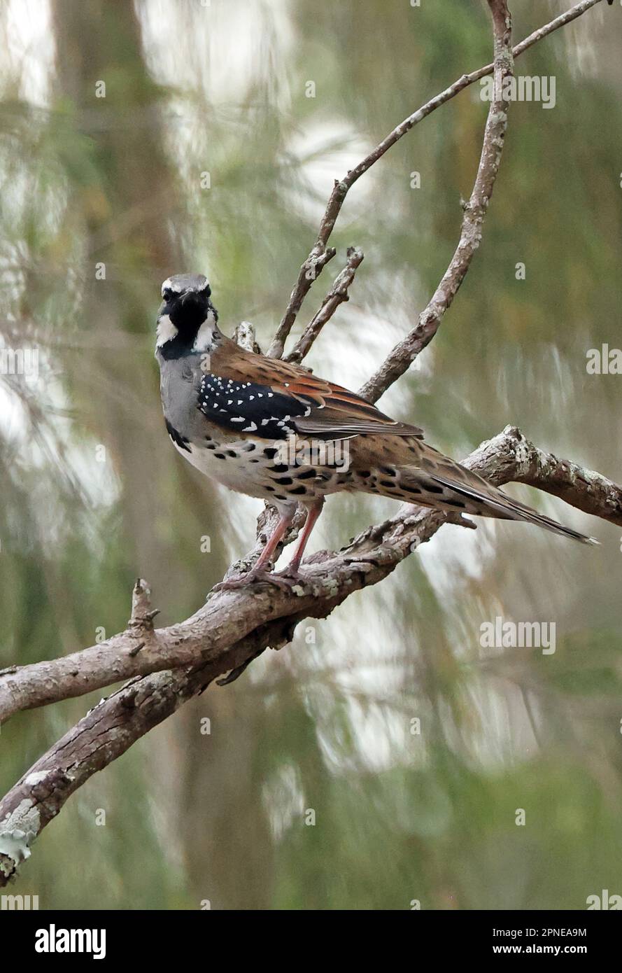 Spotted quail thrush hi-res stock photography and images - Alamy