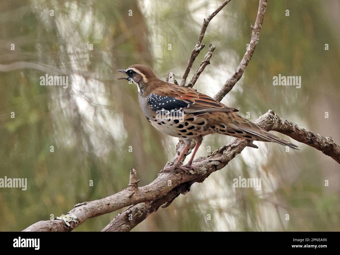 Spotted Quail-thrush (Cinclosoma punctatum punctatum) adult perched on ...