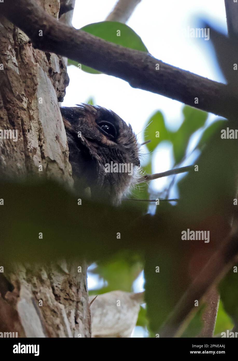 Australian Owlet-nightjar (Aegotheles cristatus cristatus) adult ...