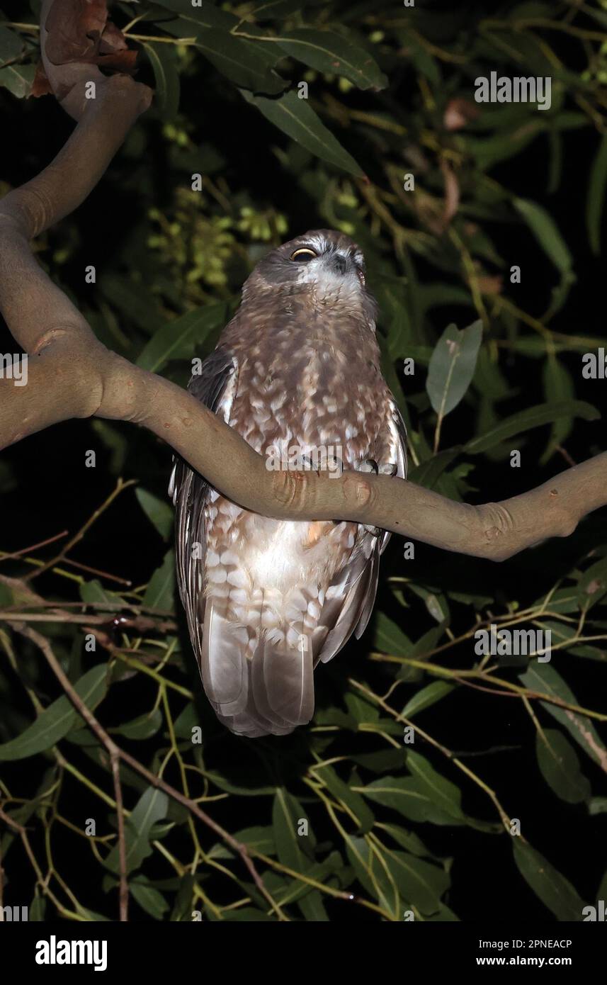 Southern Boobook (Ninox boobook boobook) adult perched on branch at ...
