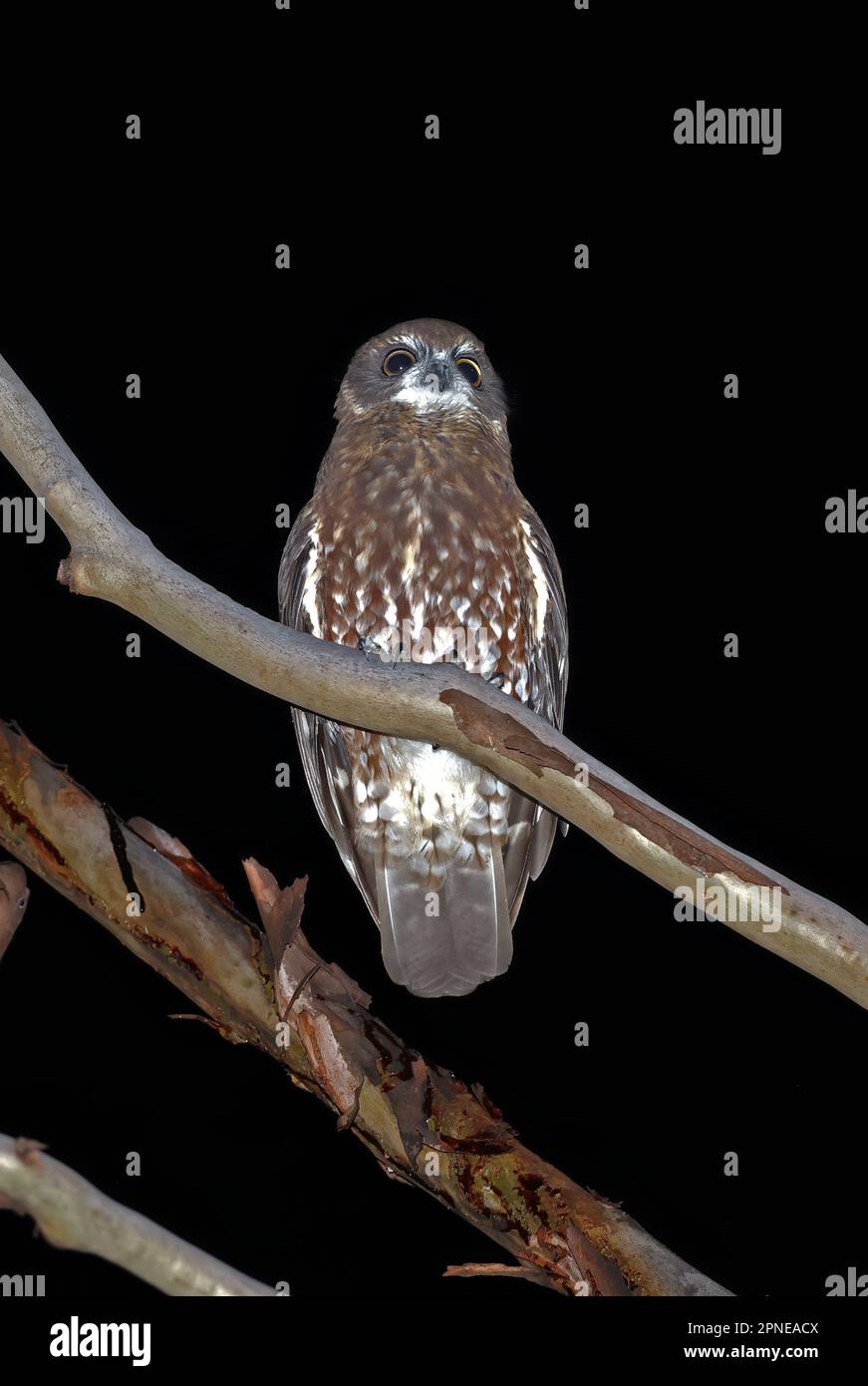 Southern Boobook (Ninox boobook boobook) adult perched on branch at ...
