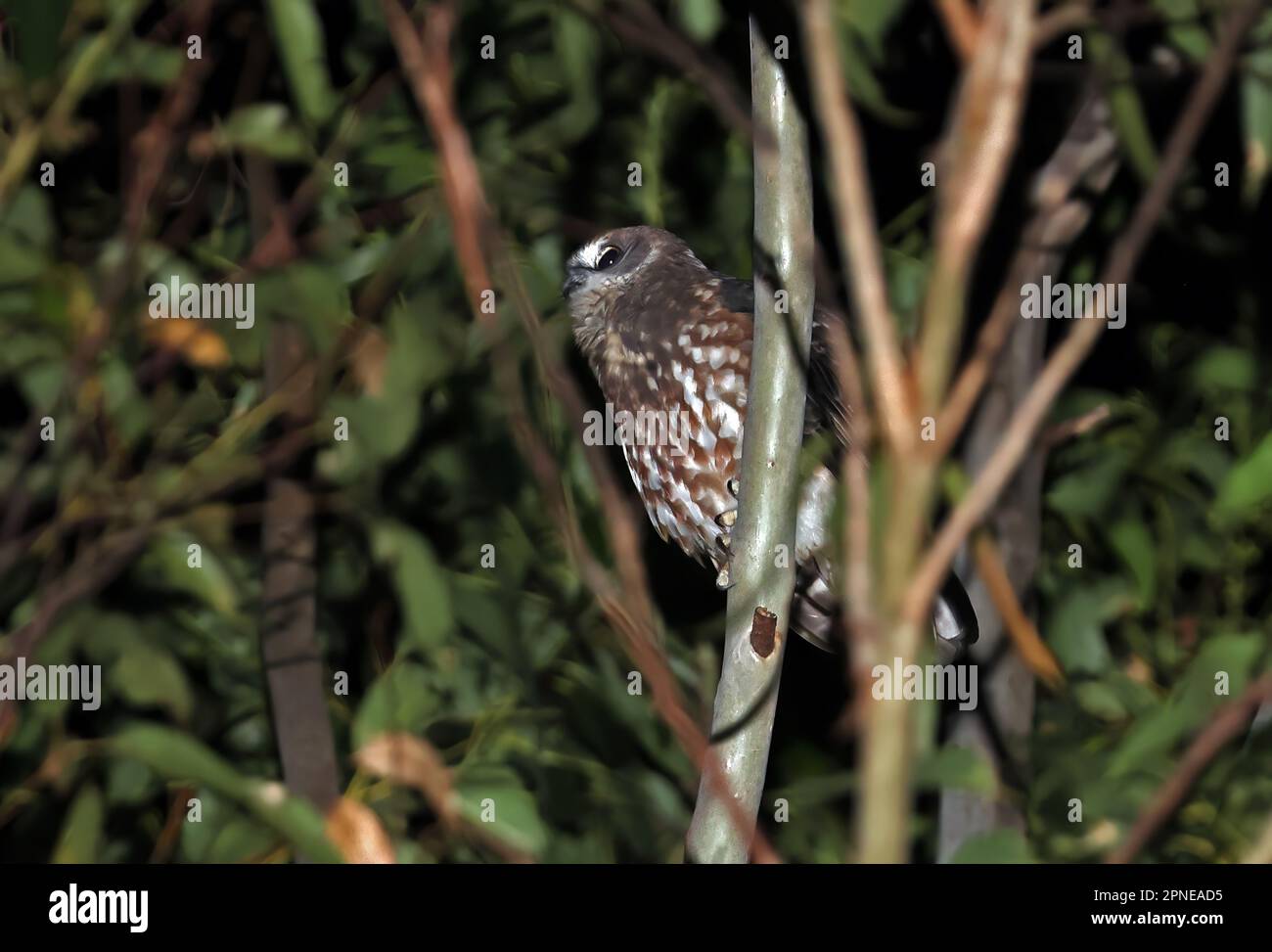 Southern Boobook (Ninox boobook boobook) adult perched on branch at ...