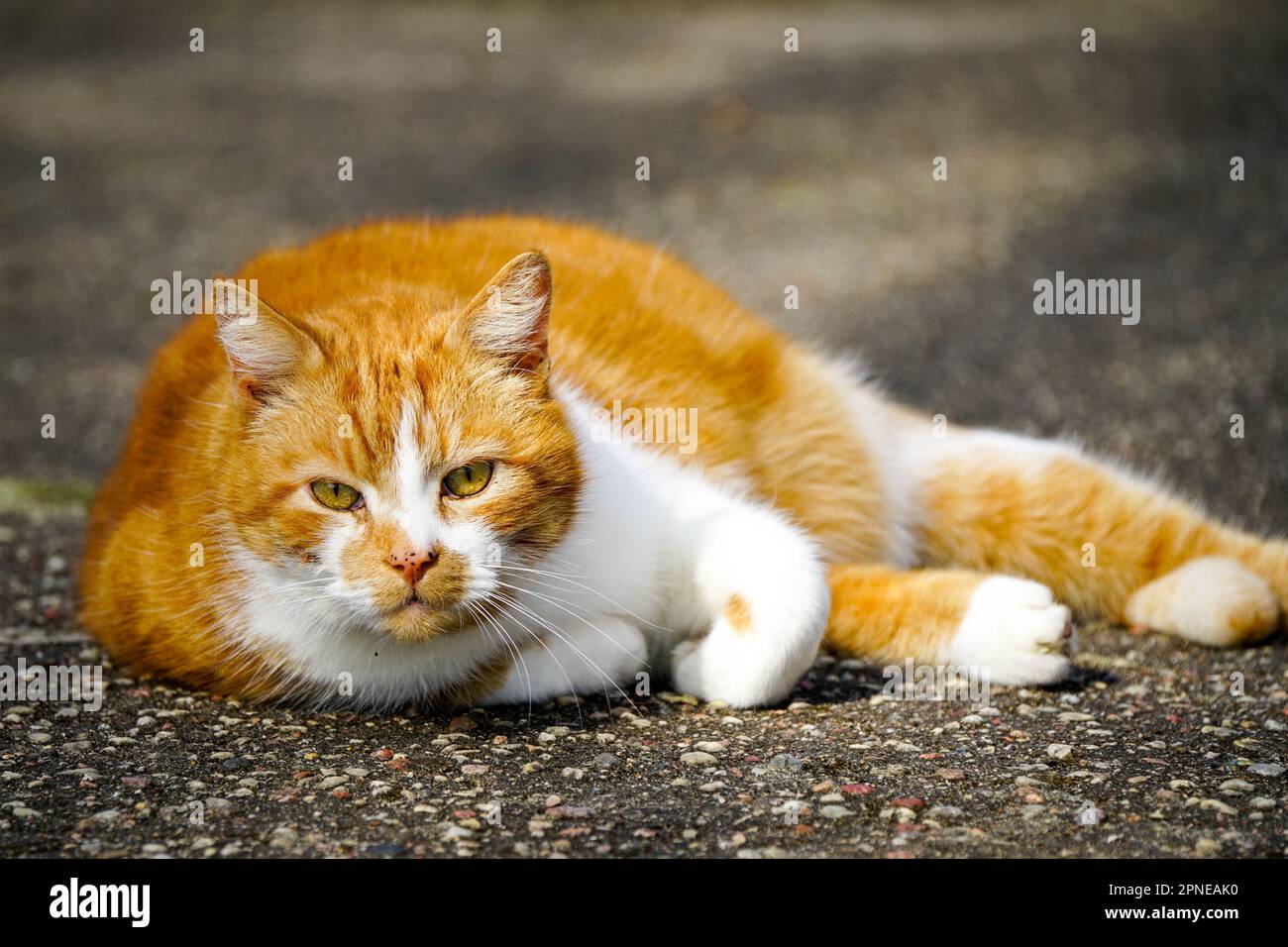 Maroon cat hi-res stock photography and images - Alamy