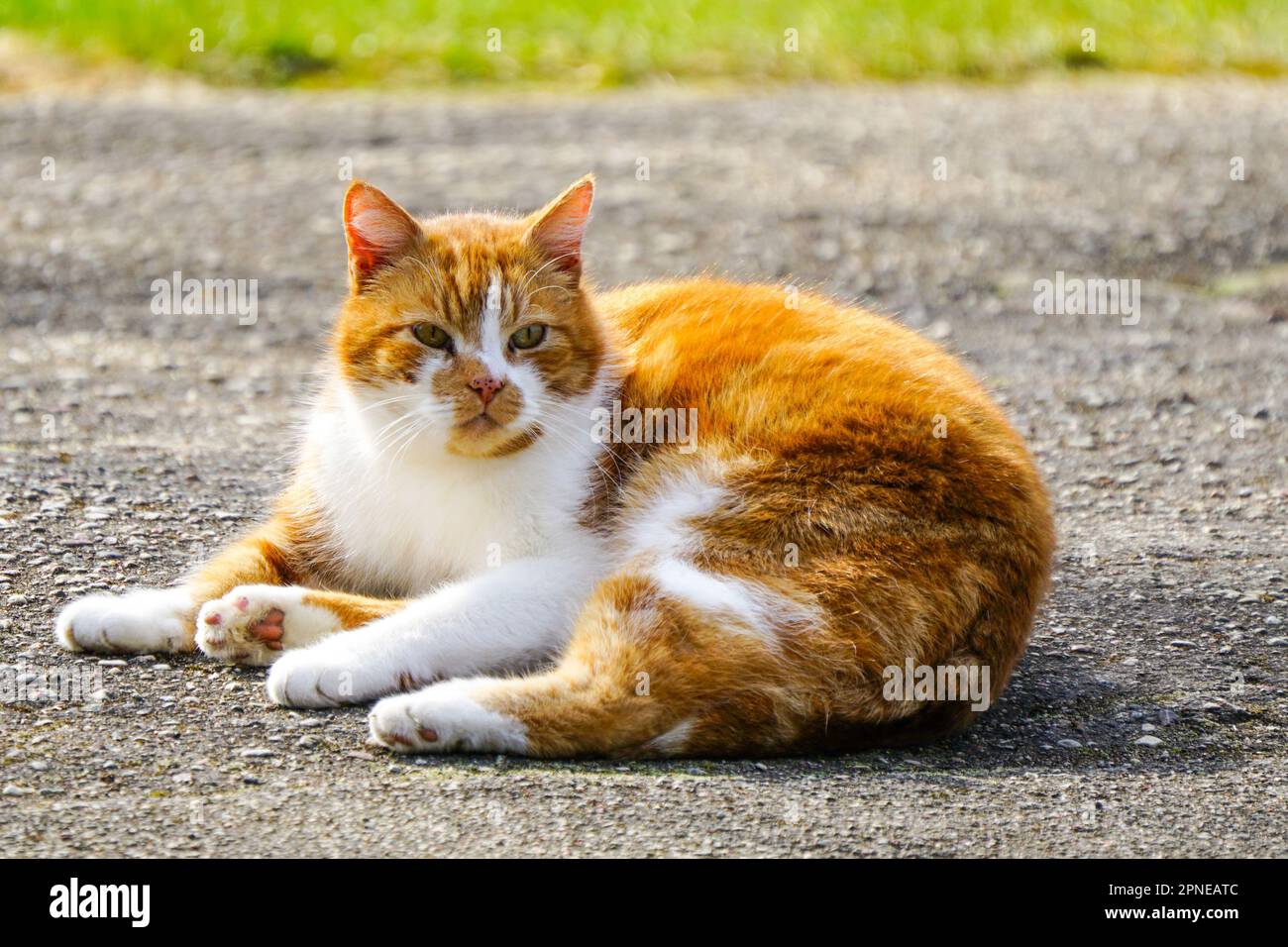 Maroon cat hi-res stock photography and images - Alamy