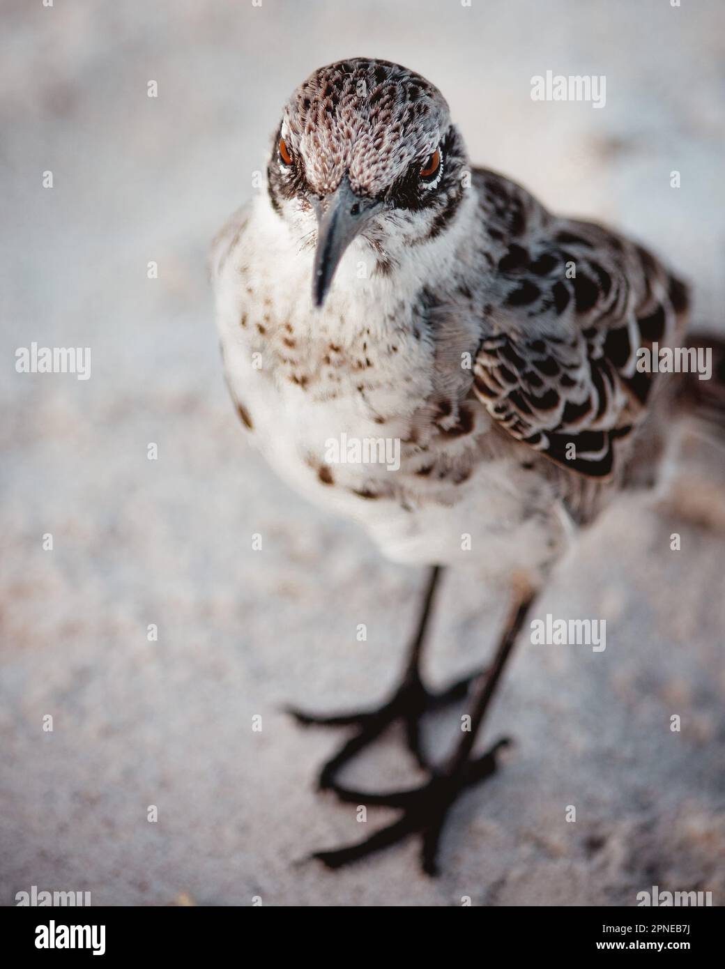 Galapagos mocking bird close-up in white sand, standing still looking ...