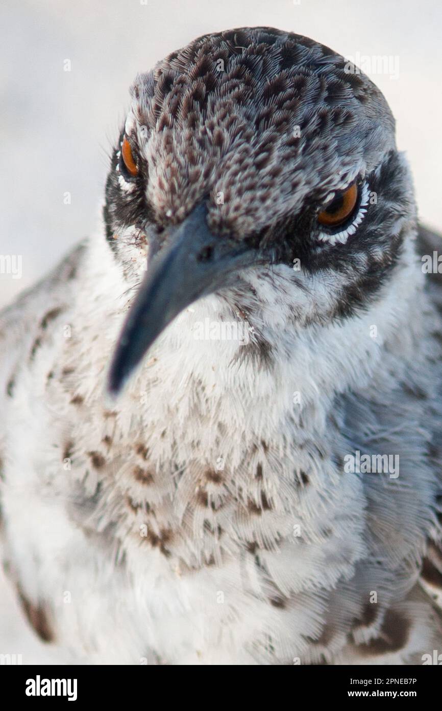 Galapagos mocking bird close-up in white background, endemic to ...