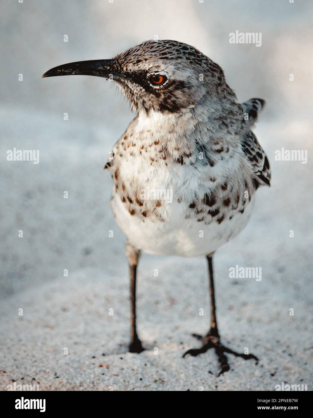Galapagos bird hi-res stock photography and images - Alamy