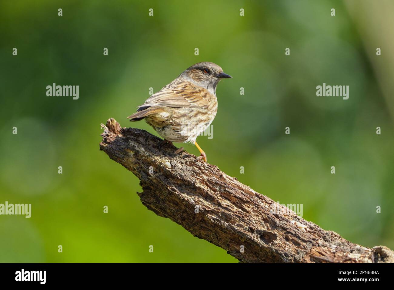 Songbird dunnock in the tree hi-res stock photography and images - Alamy