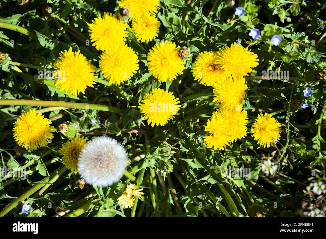Dandelions in bloom in the grass seen up close Stock Photo - Alamy