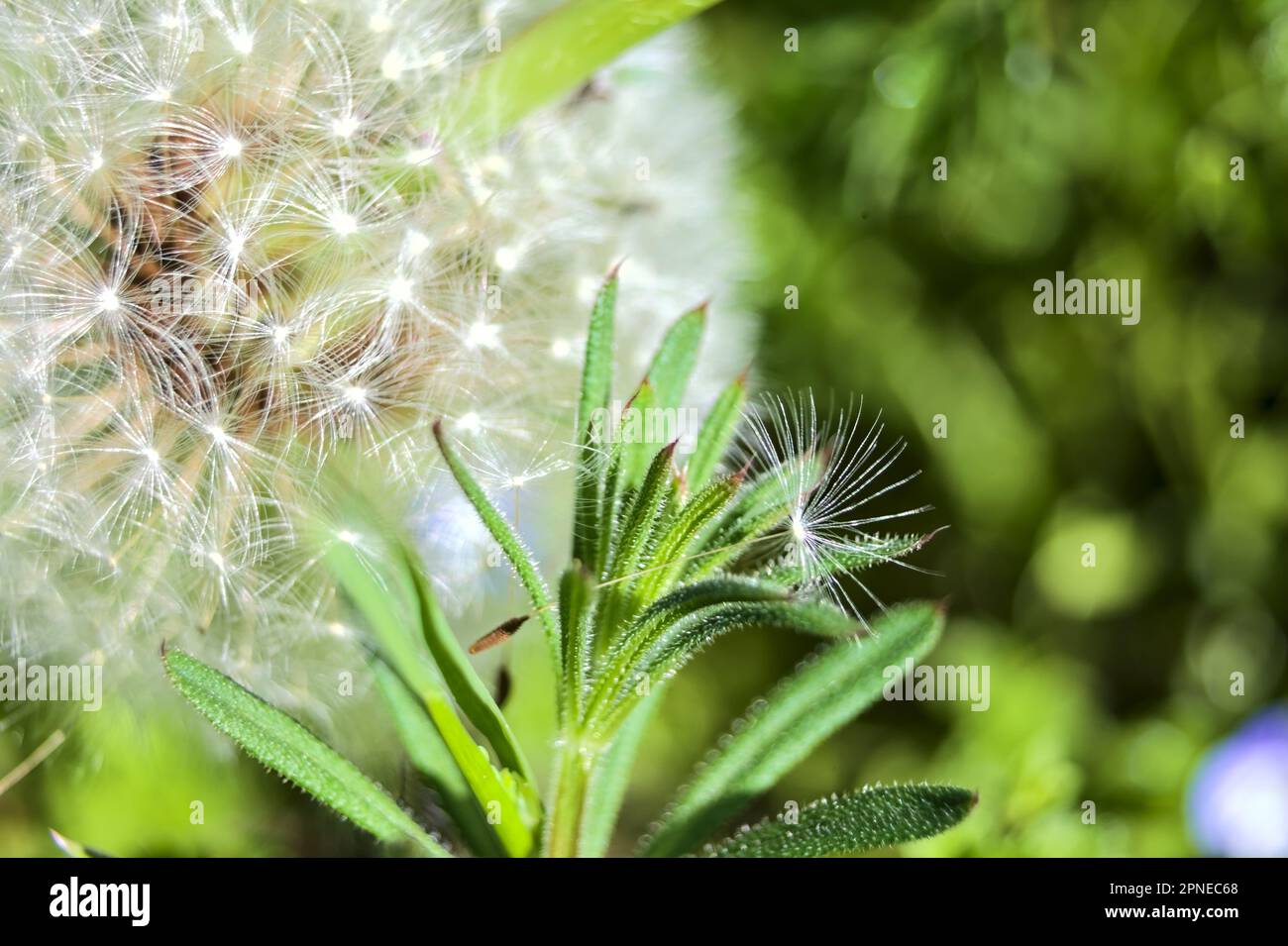 Dandelions in bloom in the grass seen up close Stock Photo - Alamy