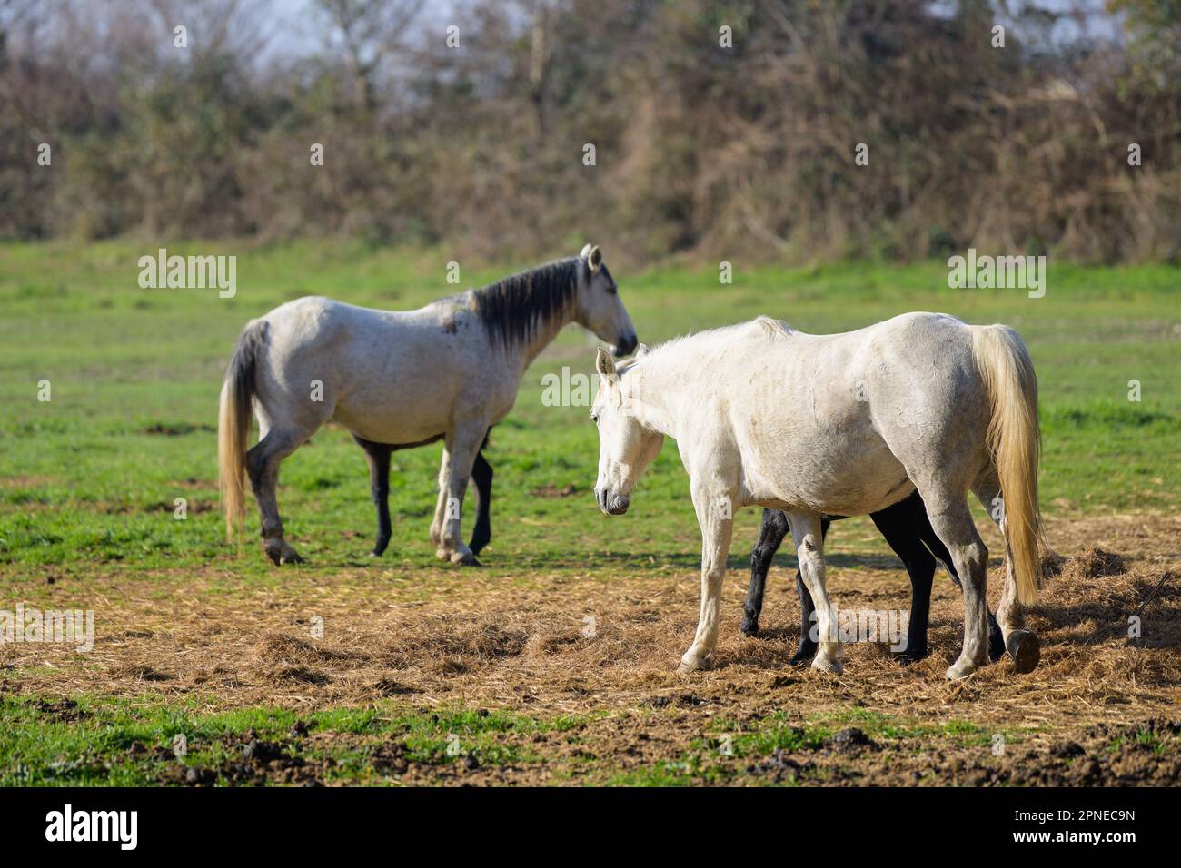 White horses standing on a pasture, two black foals, Camargue (Provence ...