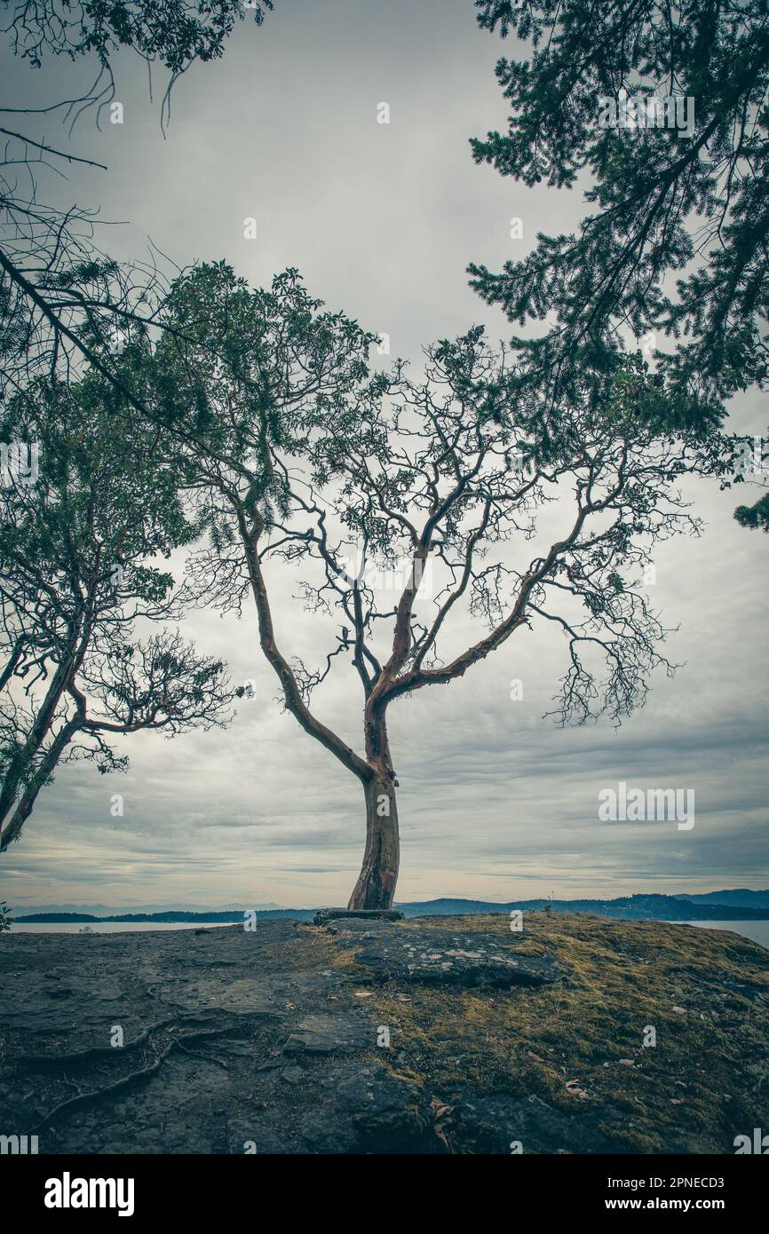 Beautiful arbutus tree in surreal blue colours. Russell Island, British ...