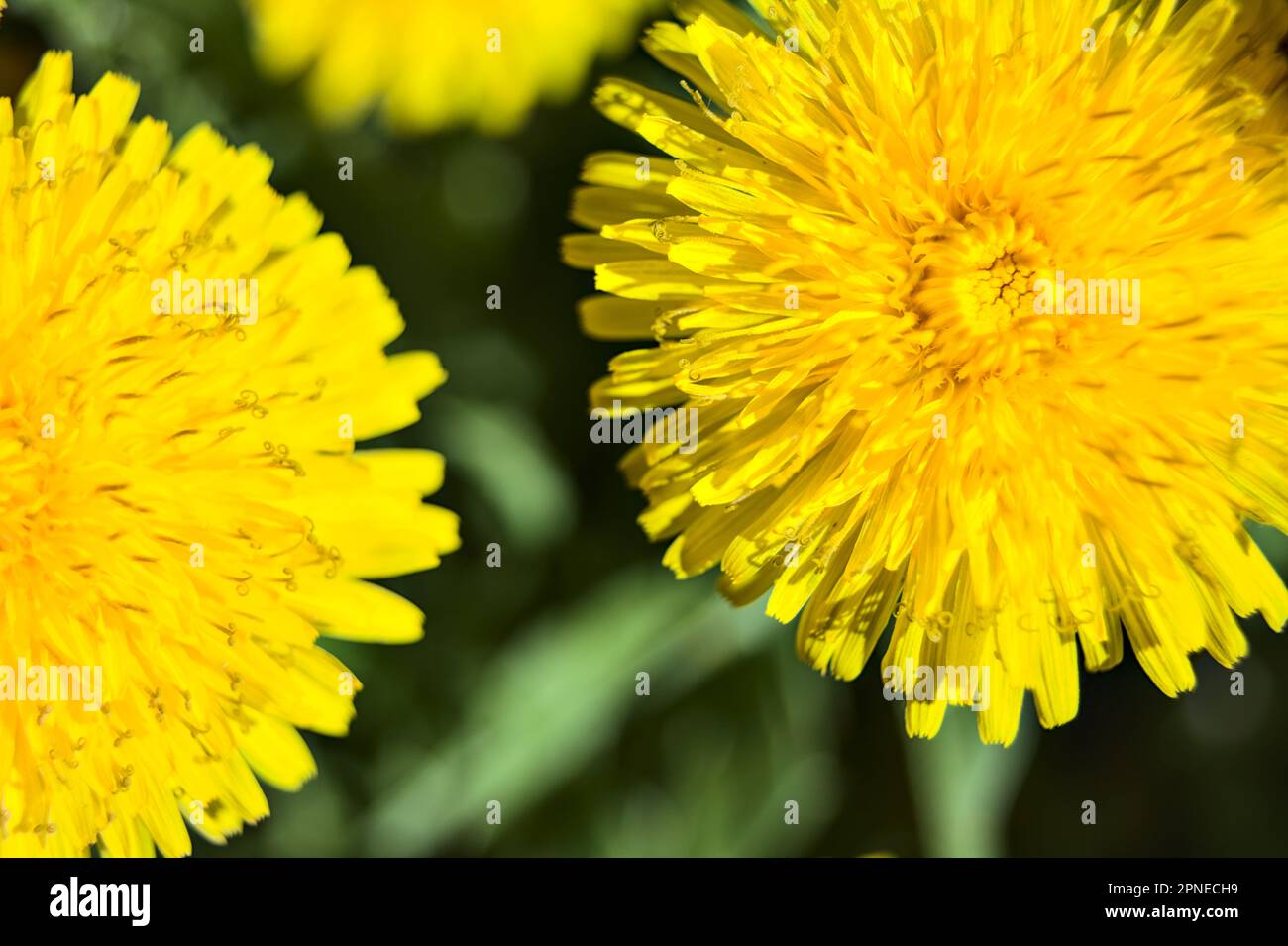 Dandelions in bloom in the grass seen up close Stock Photo - Alamy