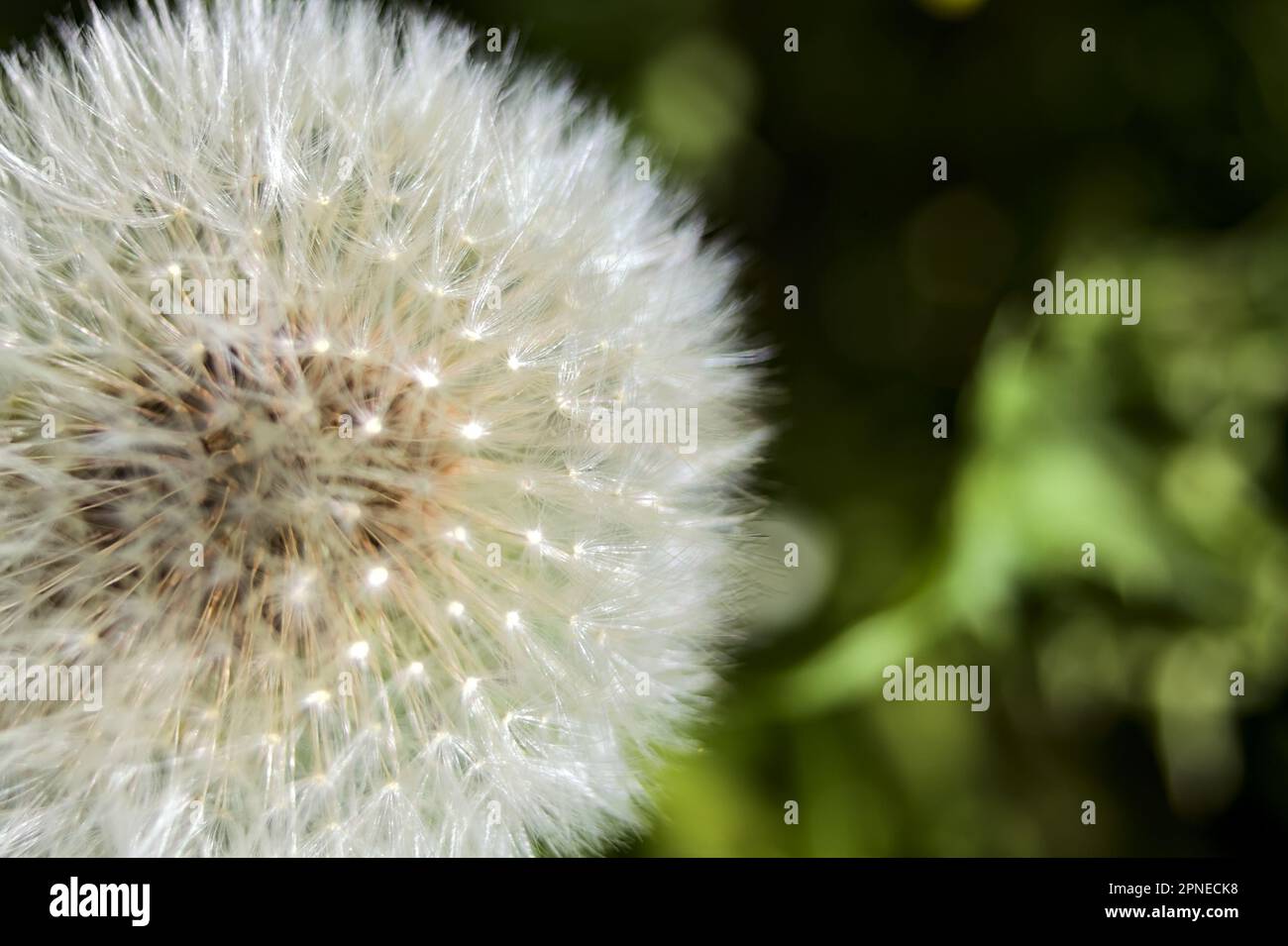 Dandelions in bloom in the grass seen up close Stock Photo - Alamy