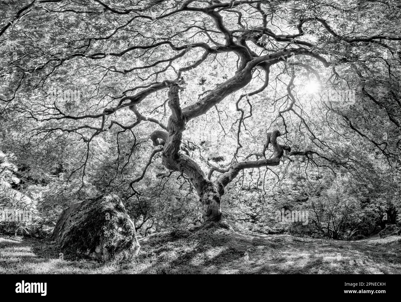 Japanese Maple in the Japanese Garden of Portland, Oregon, USA Stock ...