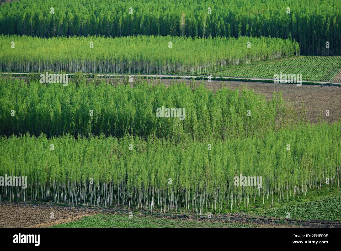 Poplar saplings seen planted in the Hevsel gardens of the World ...