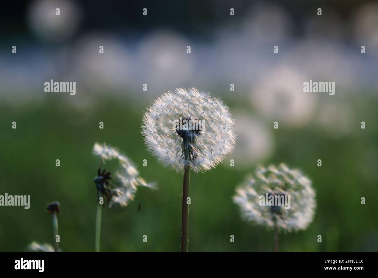 Grass with dandelions hi-res stock photography and images - Alamy