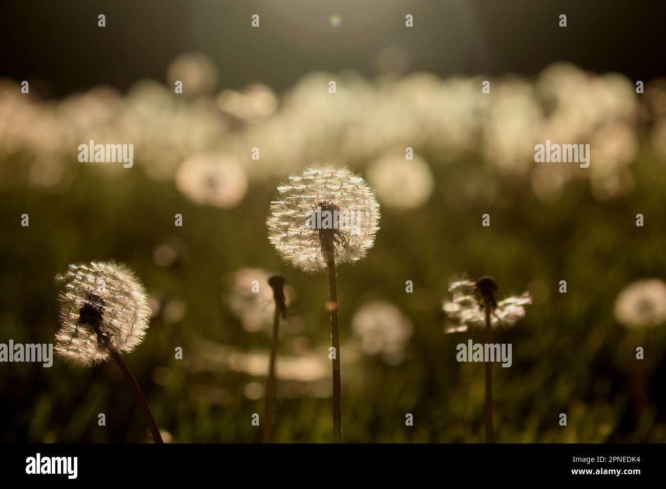 Grass with dandelions hi-res stock photography and images - Alamy
