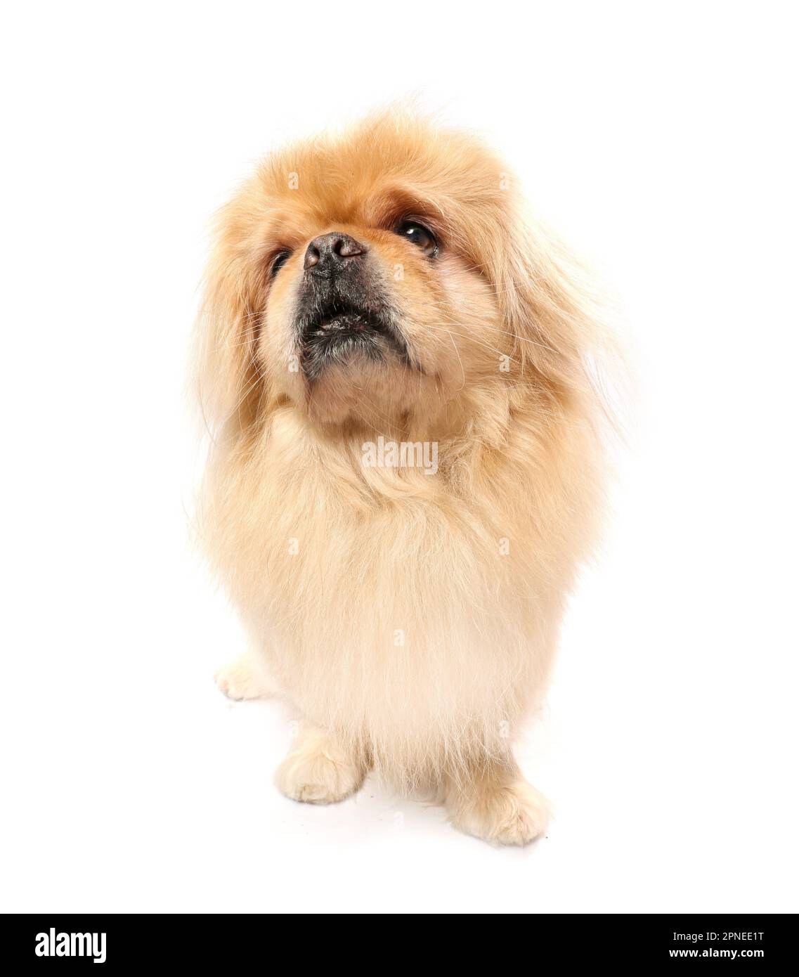 Cute Pekingese dog on white background Stock Photo - Alamy