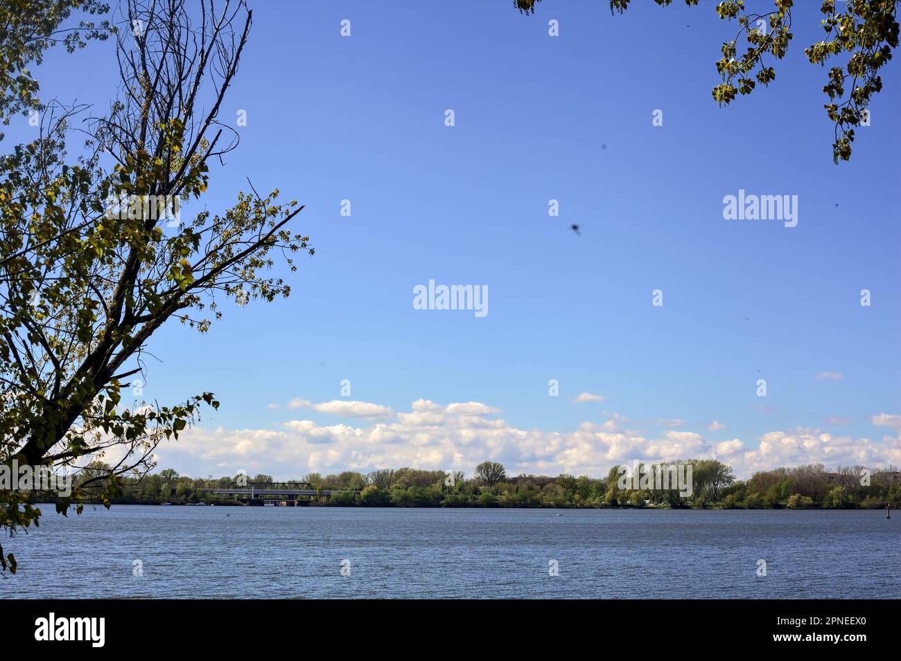 Lake and shore in the distance framed by an arching tree above the ...