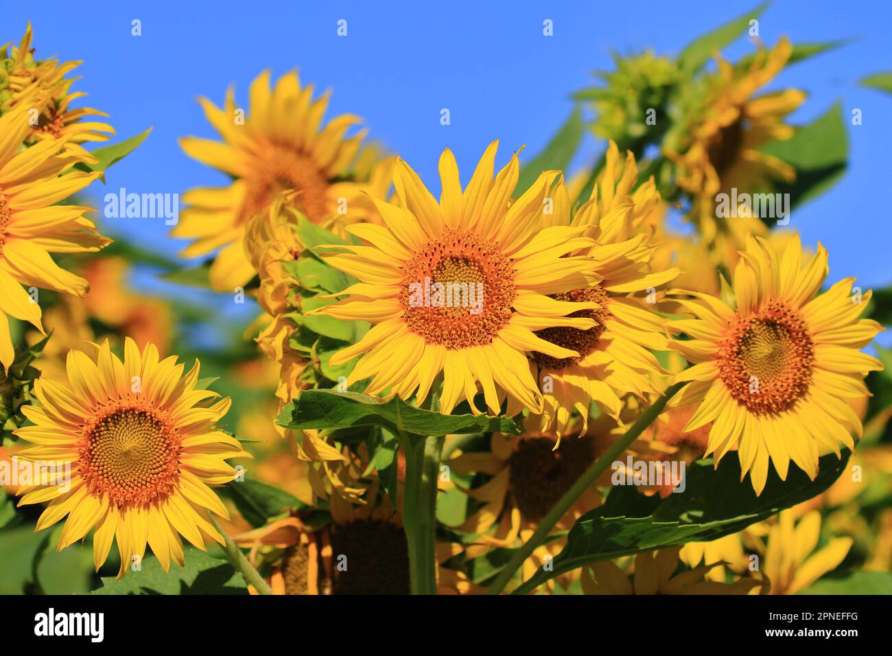 Sunflower Fields in California Stock Photo - Alamy