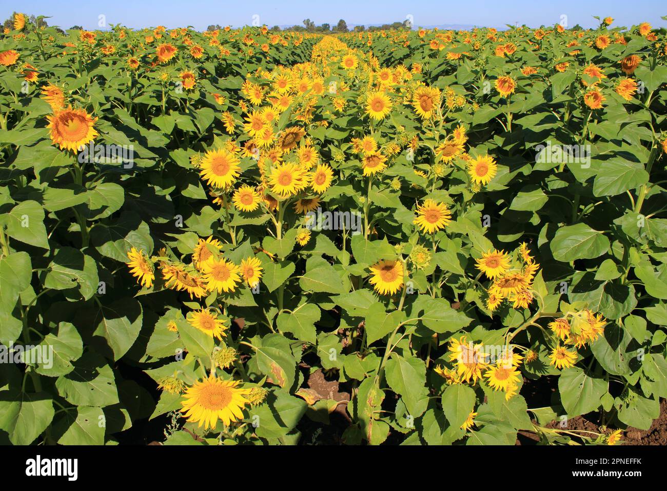 Sunflower Fields in California Stock Photo - Alamy