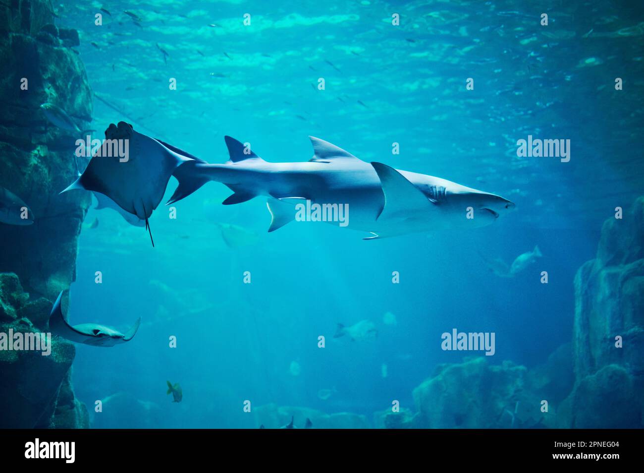 Big aquarium life. Shark and stingray swim in. blue deep water Stock ...