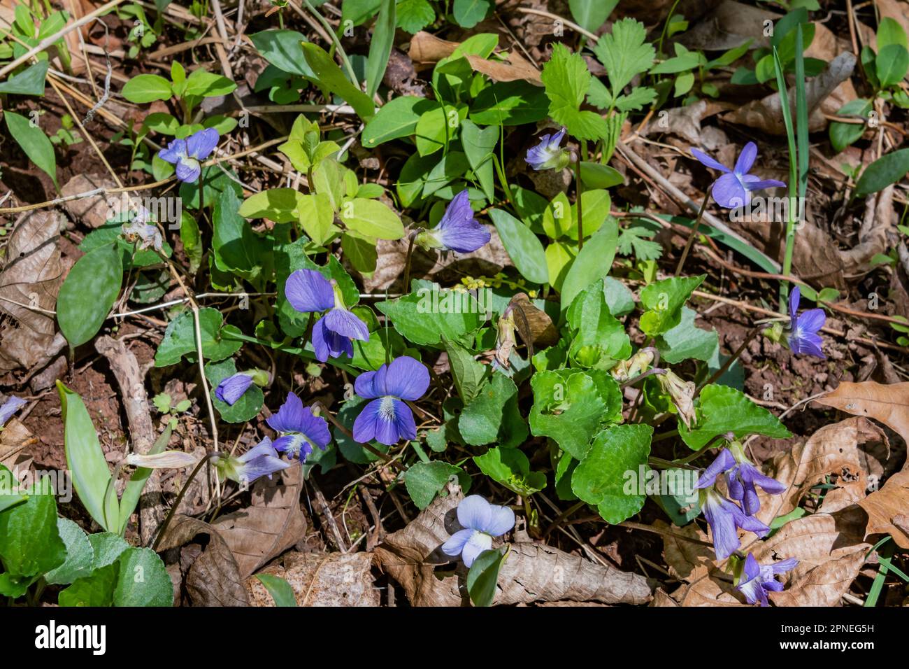 First woodland blooms hi-res stock photography and images - Alamy
