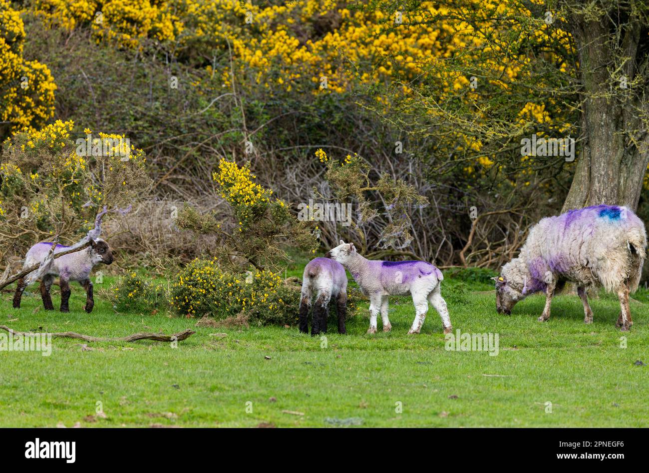 Four young sheep with ewe grazing grass and yellow furze bushes. Purple ...