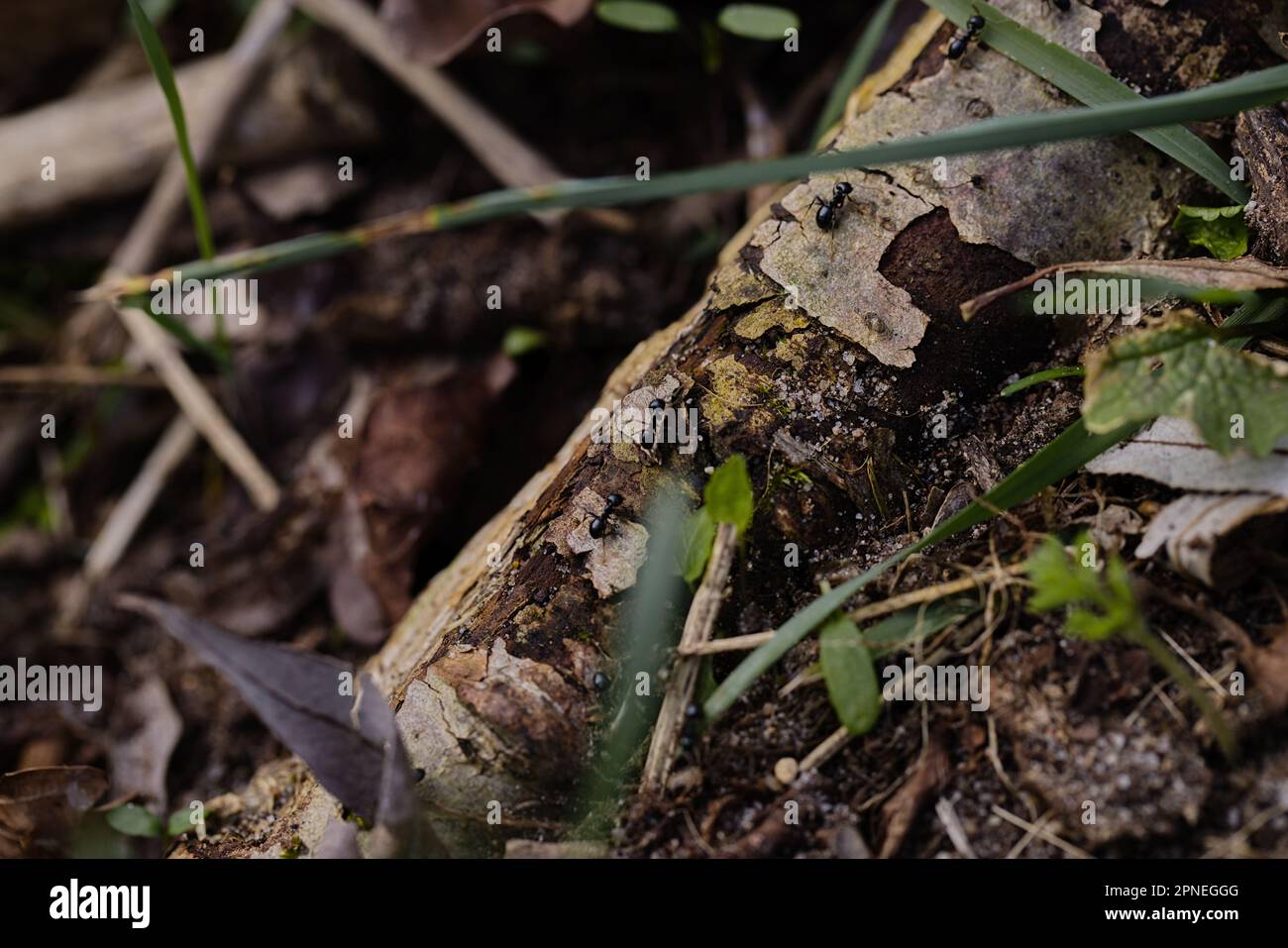 Lots of black ants walking on an old tree trunk in the forest Stock ...