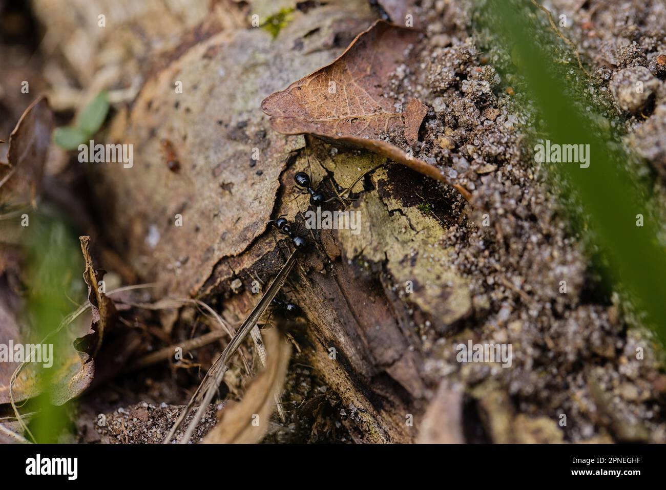 Lots of black ants walking on an old tree trunk in the forest Stock ...