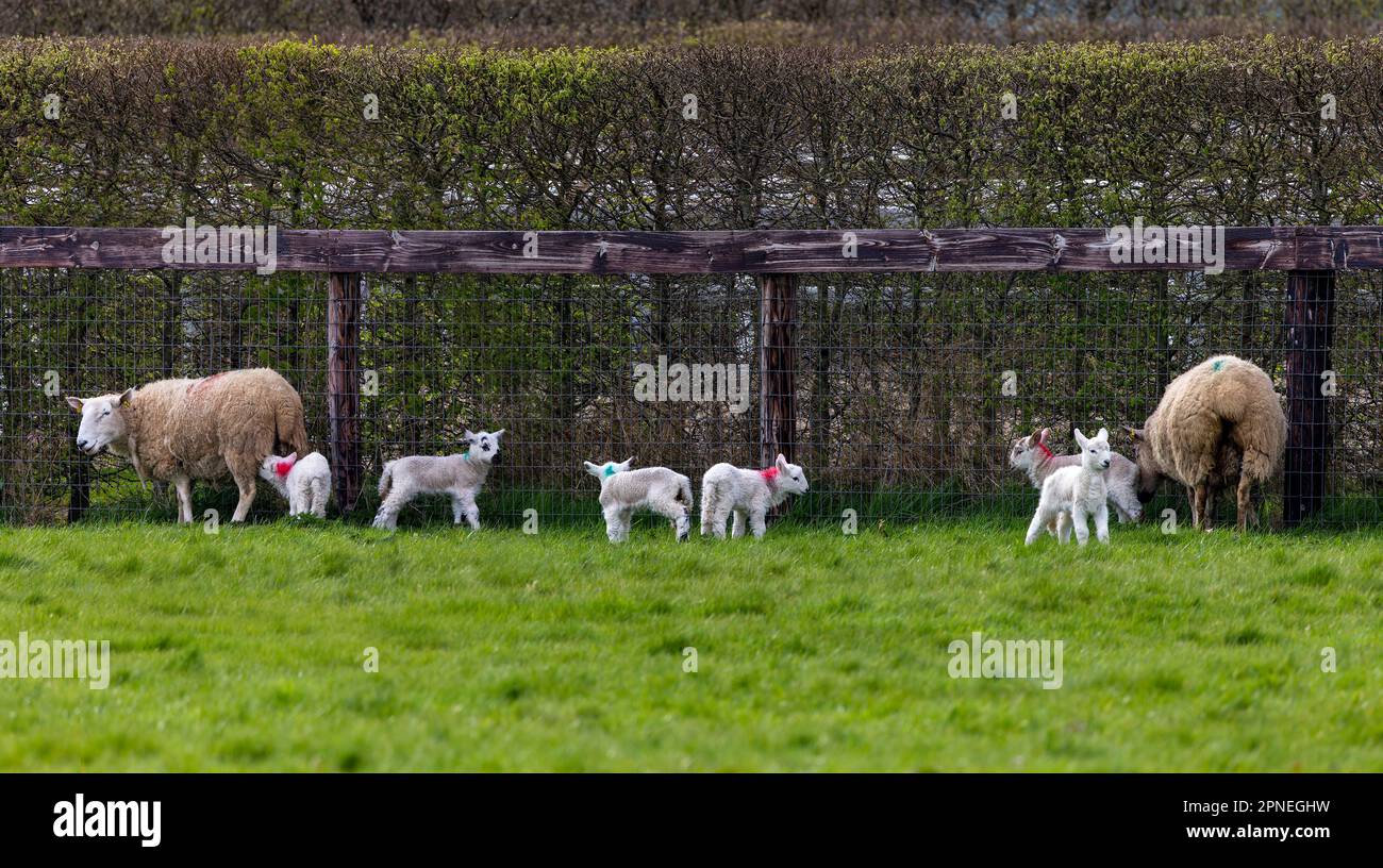 Baby lambs with female mother sheep in field on farm. Cute young Spring ...