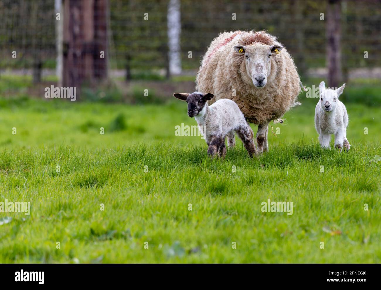 Ewe sheep mother with twin lambs running in field. Young farm animals born during Spring with ...