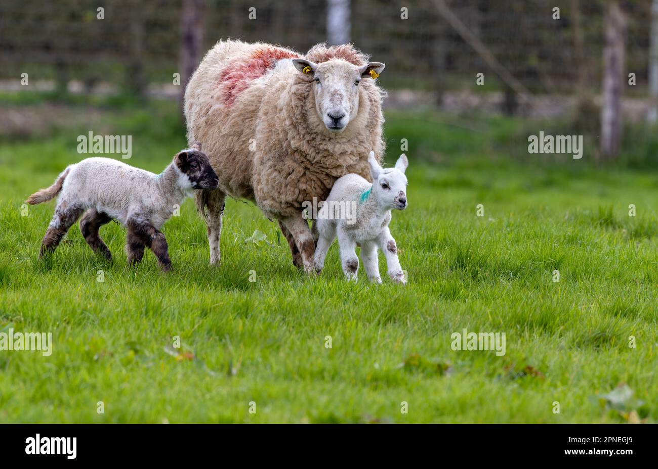 Lambs running in field hi-res stock photography and images - Alamy