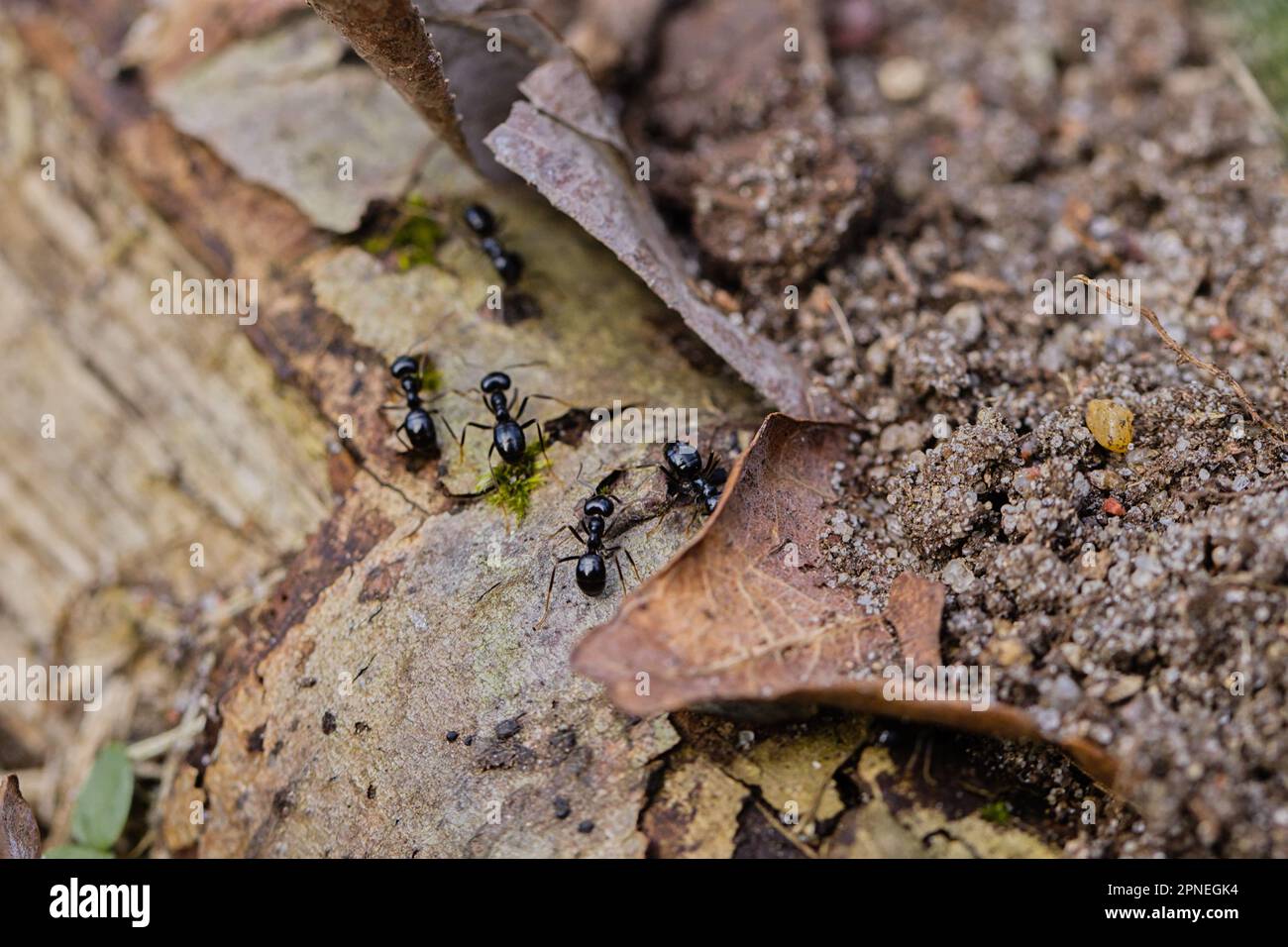 Lots of black ants walking on an old tree trunk in the forest Stock ...