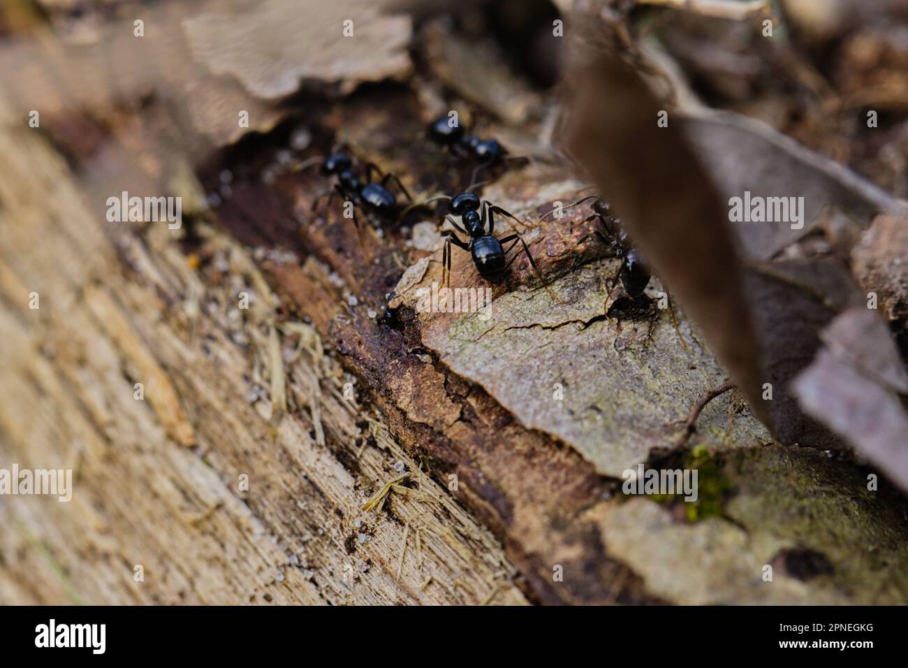 Lots of black ants walking on an old tree trunk in the forest Stock ...