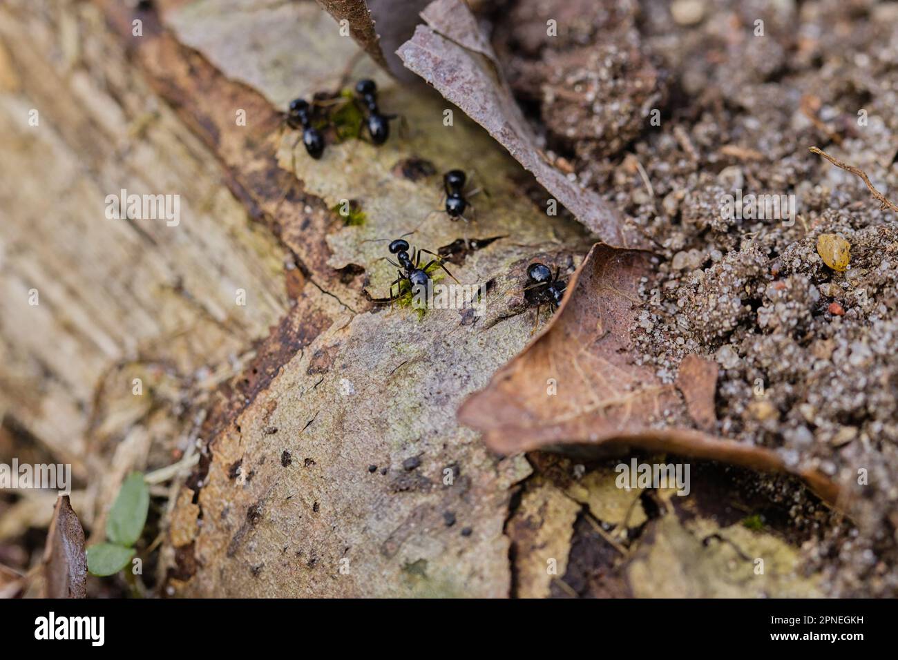 Lots of black ants walking on an old tree trunk in the forest Stock ...