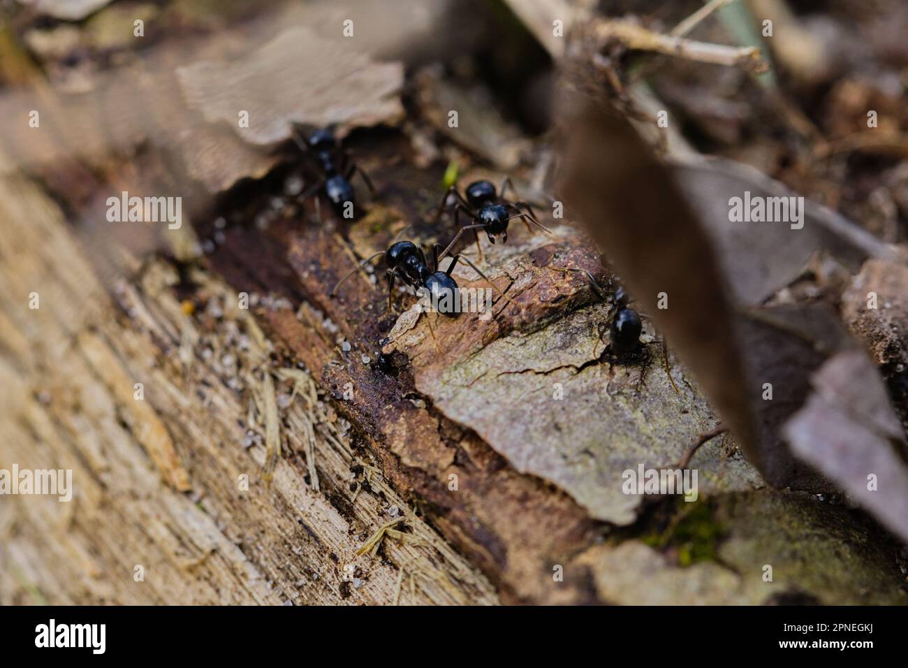 Lots of black ants walking on an old tree trunk in the forest Stock ...
