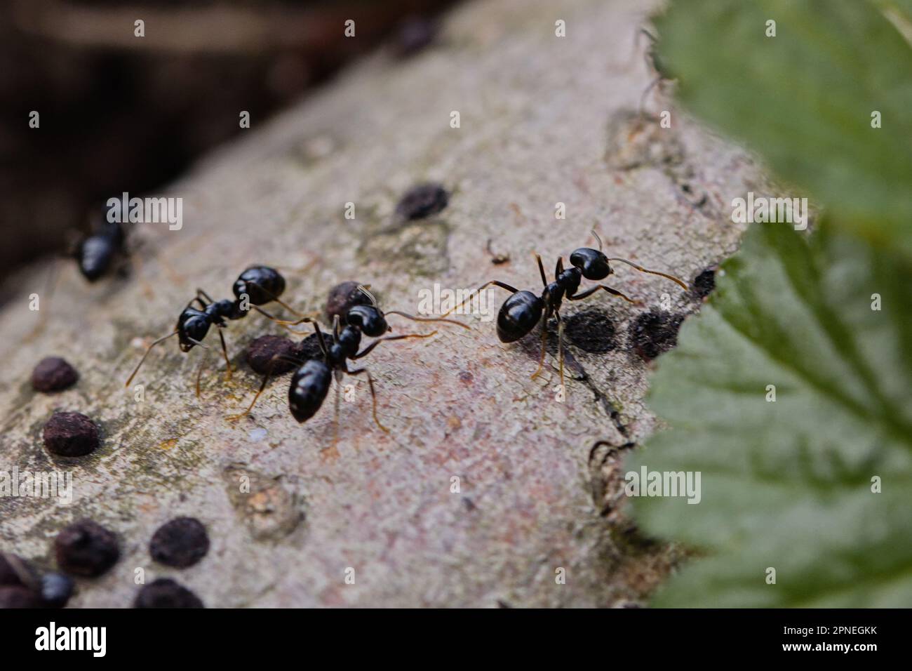 Lots of black ants walking on an old tree trunk in the forest Stock ...