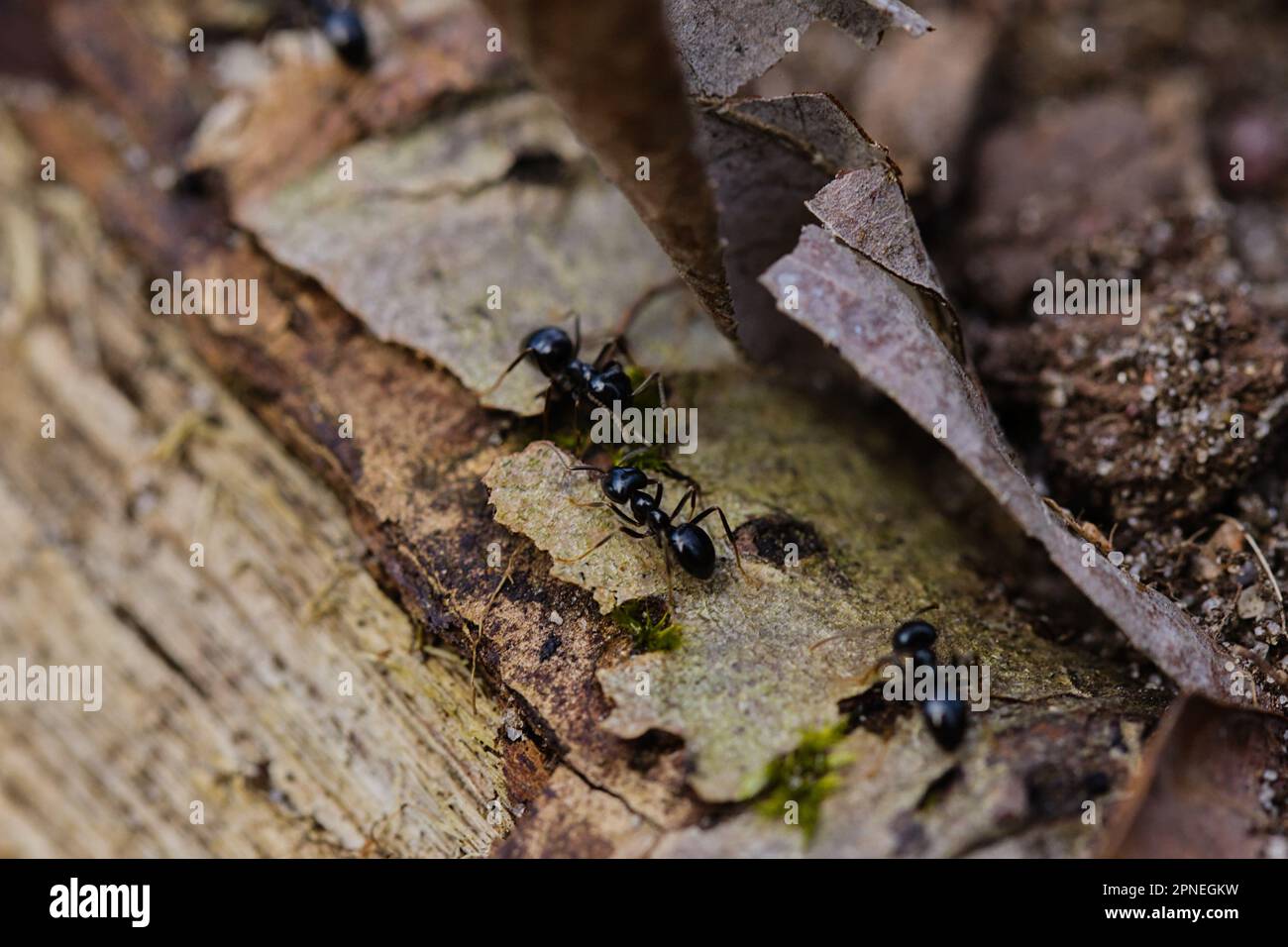 Lots of black ants walking on an old tree trunk in the forest Stock ...