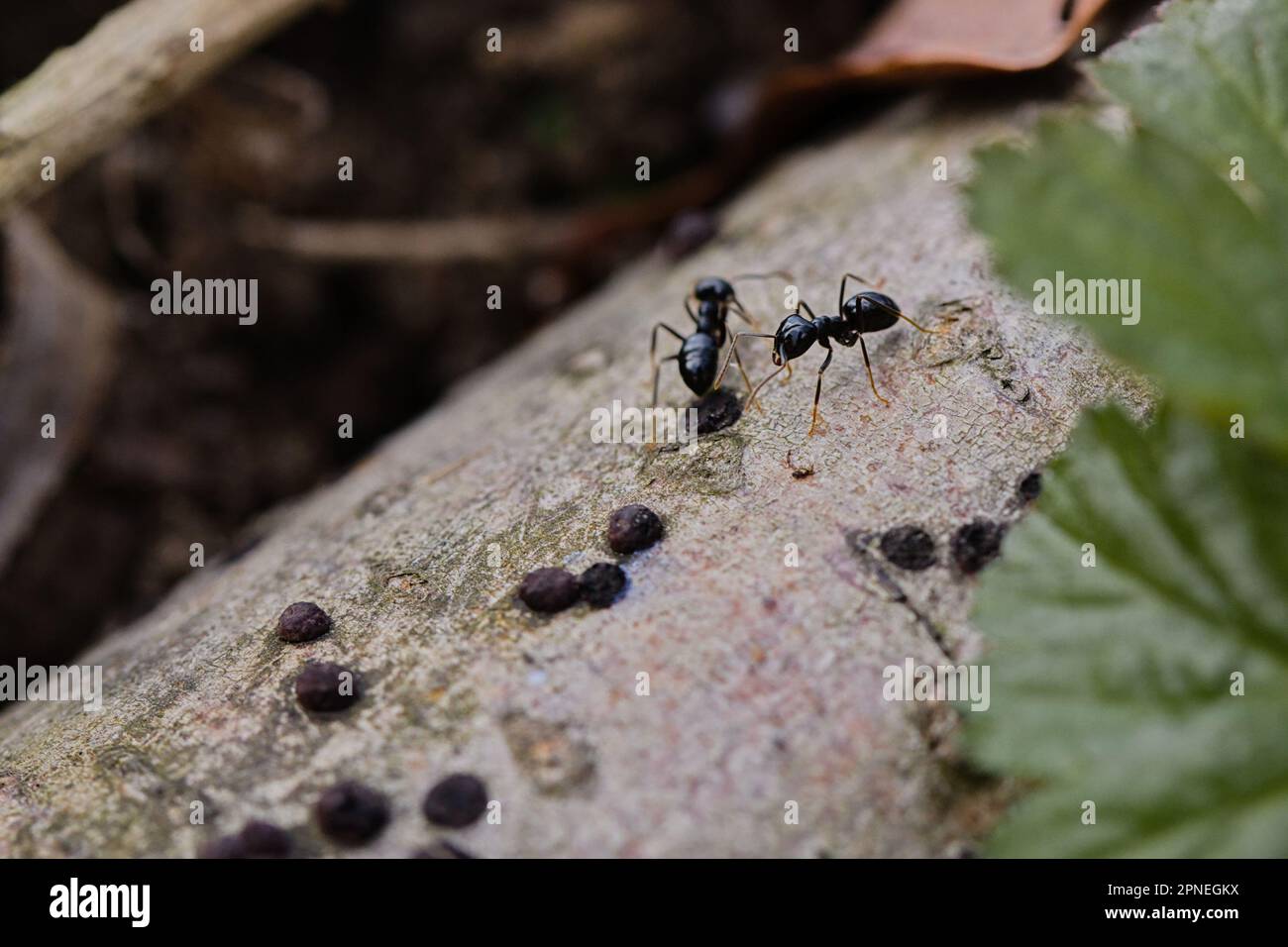 Lots of black ants walking on an old tree trunk in the forest Stock ...