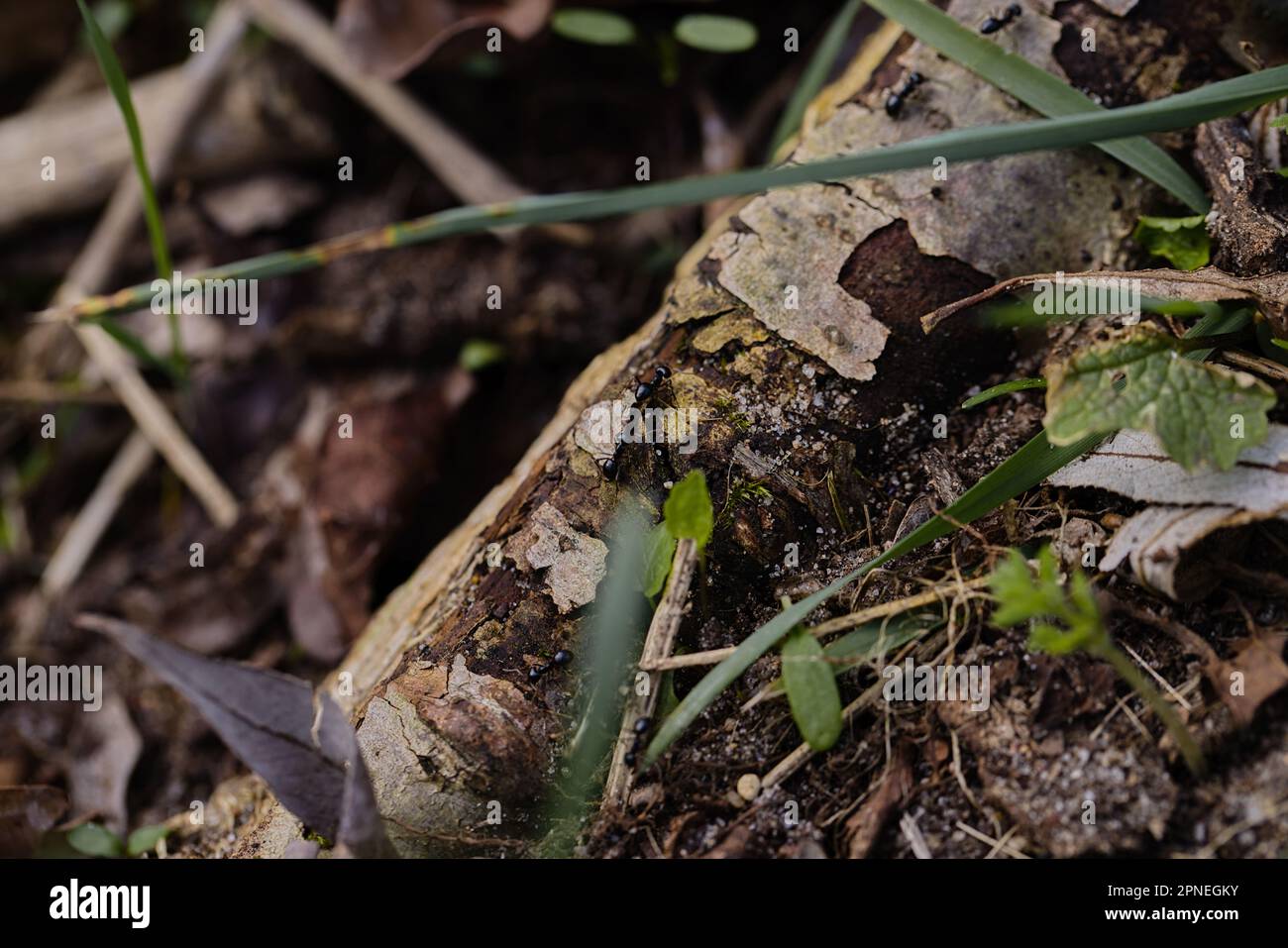 Lots ants walking on hi-res stock photography and images - Alamy