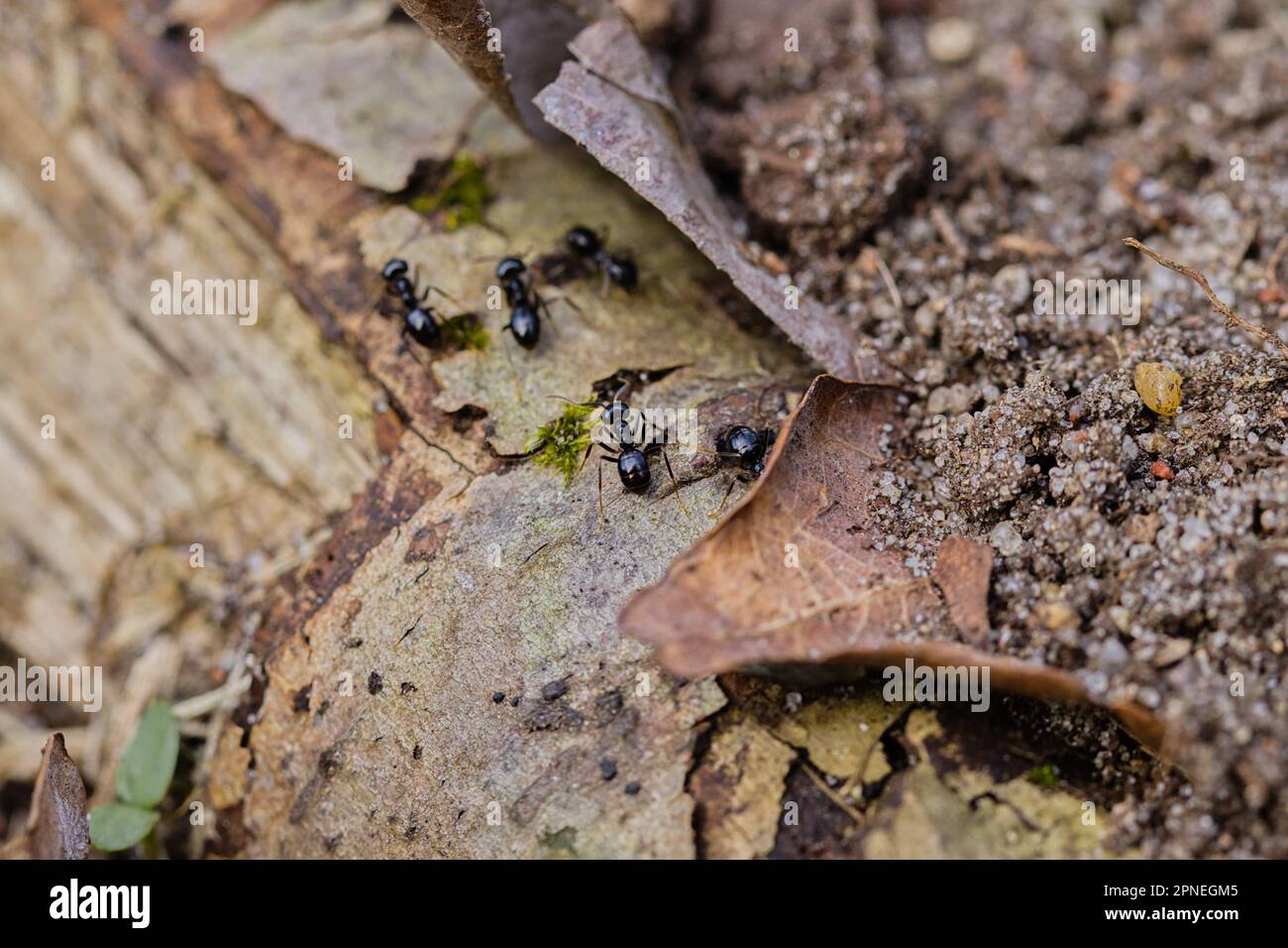 Lots of black ants walking on an old tree trunk in the forest Stock ...