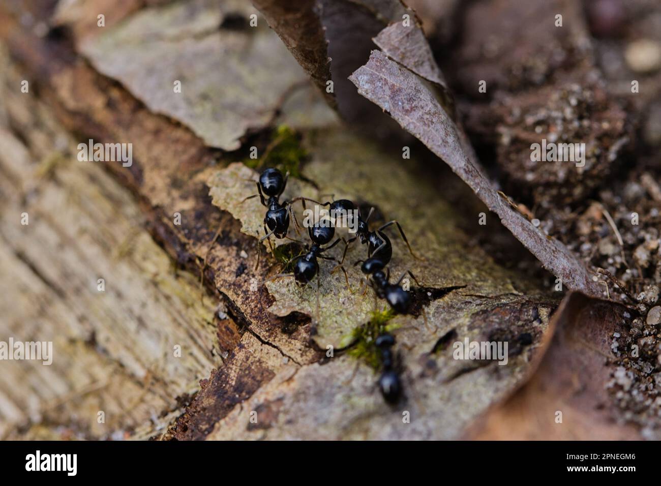Lots of black ants walking on an old tree trunk in the forest Stock ...