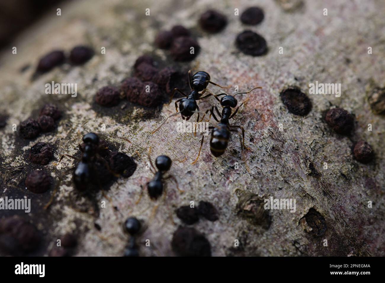 Lots of black ants walking on an old tree trunk in the forest Stock ...